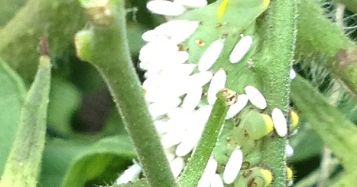 Nature: Simultaneously Gross and Awesome