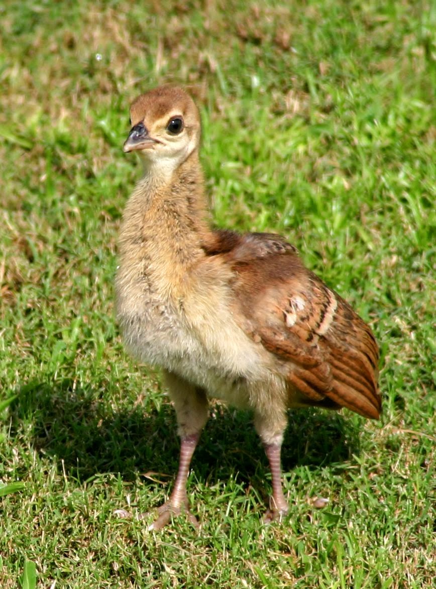 Baby Cute Peacock Pheasant - Pets