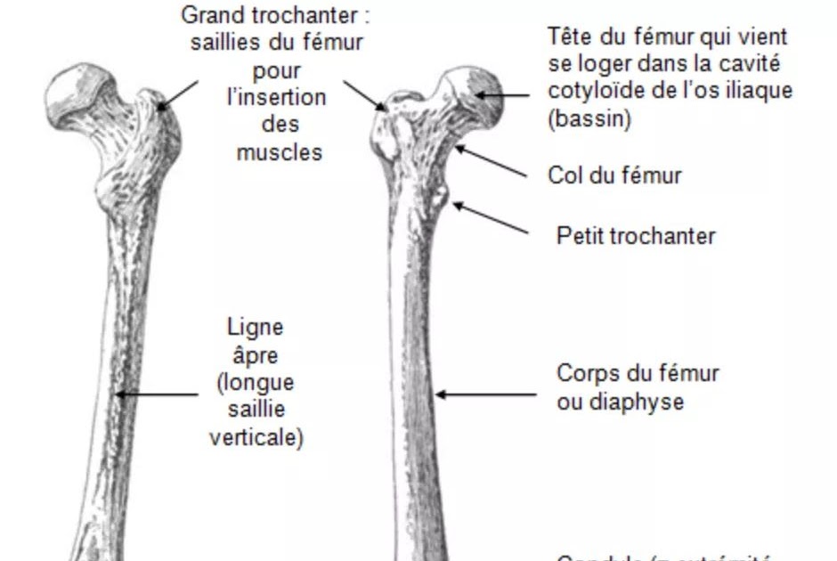 OSTÉOLOGIE ( Fémur)