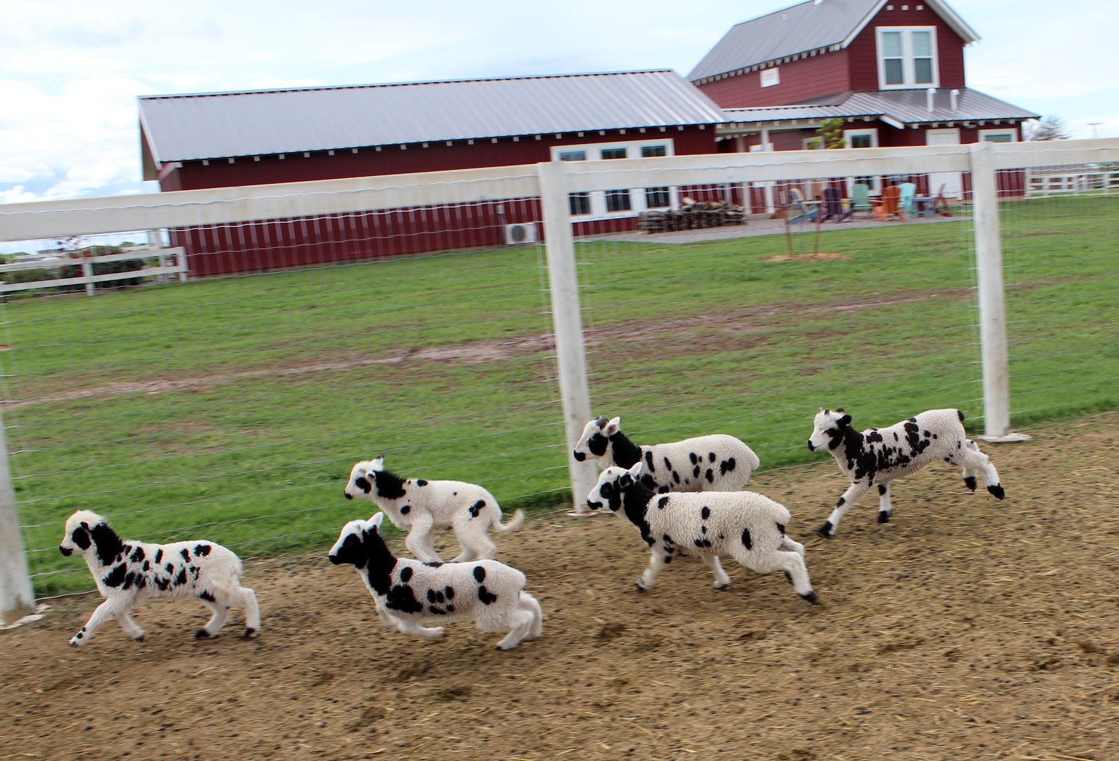Lamb Creep Gate & Lamb Races
