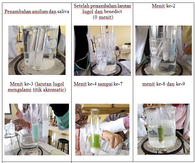 Aktivitas Enzim Amylase