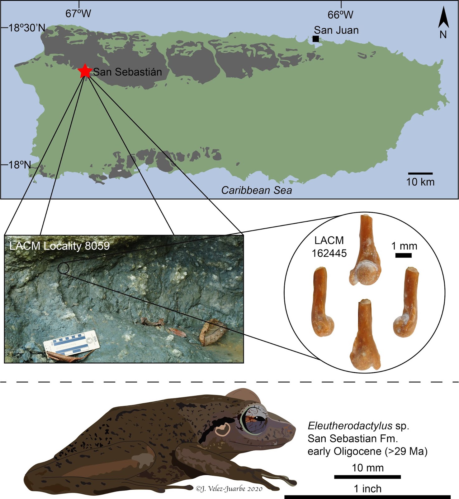 Caribbean Paleobiology: The Oldest Caribbean frog: an Oligocene Coquí ...