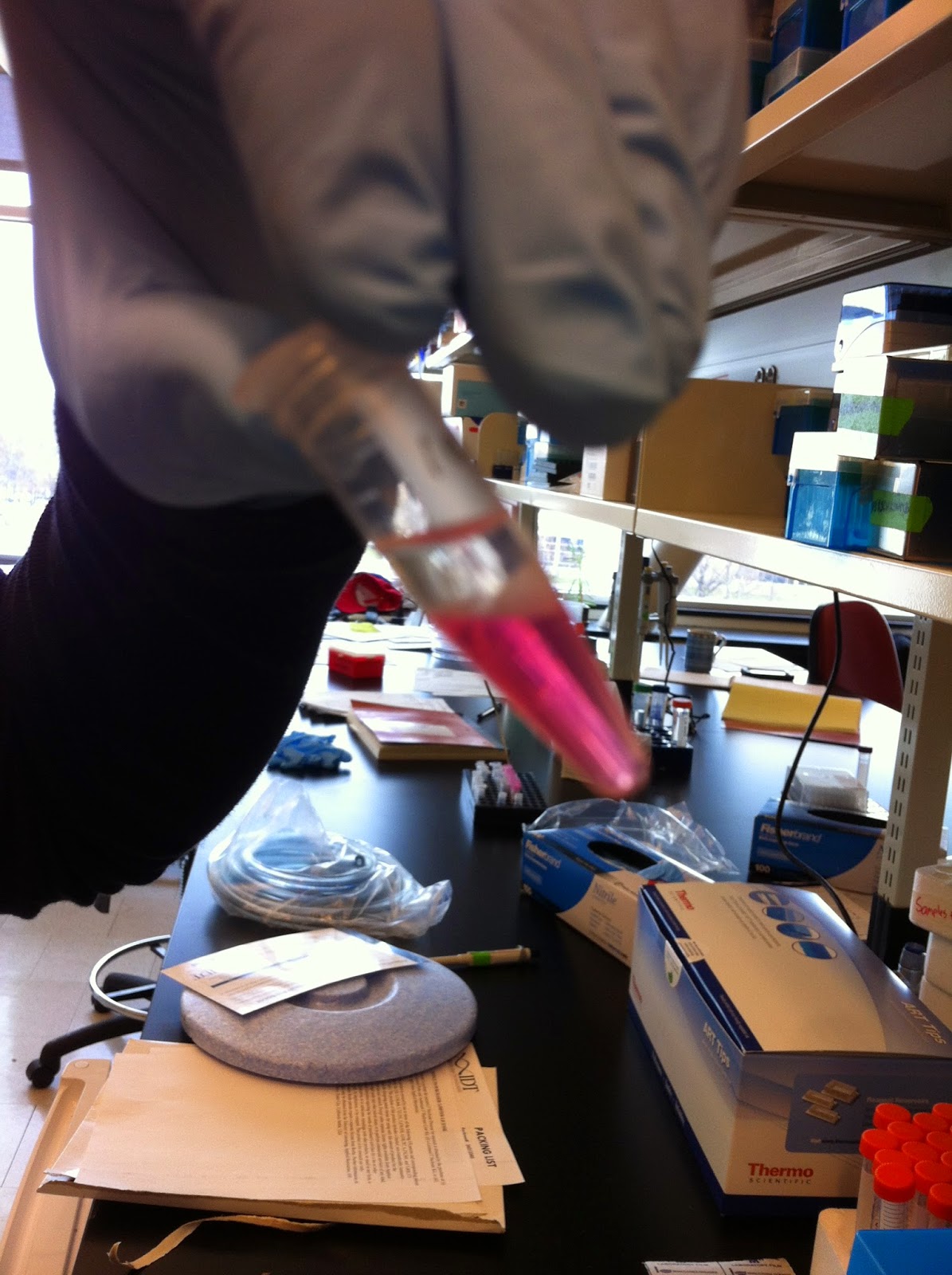 Breast Cancer Research at UAlbany : Phenol-Chloroform Extraction