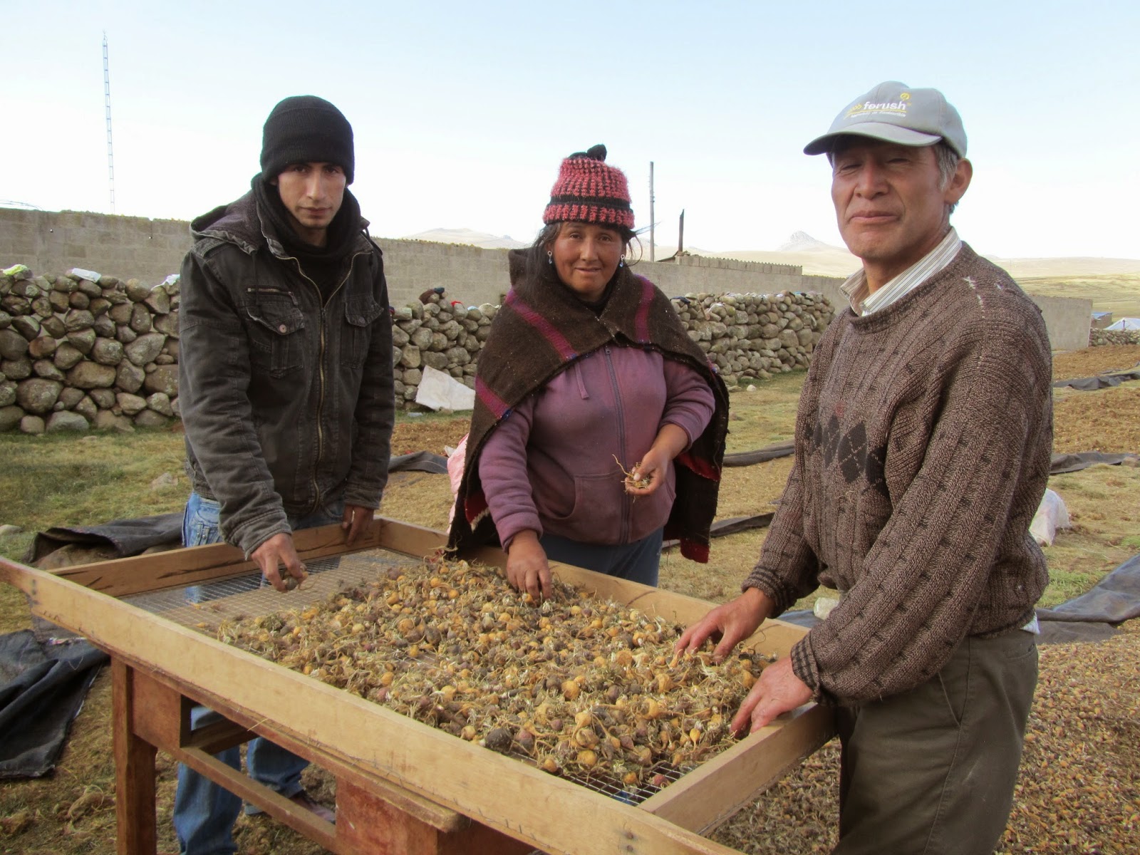 From Staples to Superfoods: Harvesting Maca in Junín, Perú