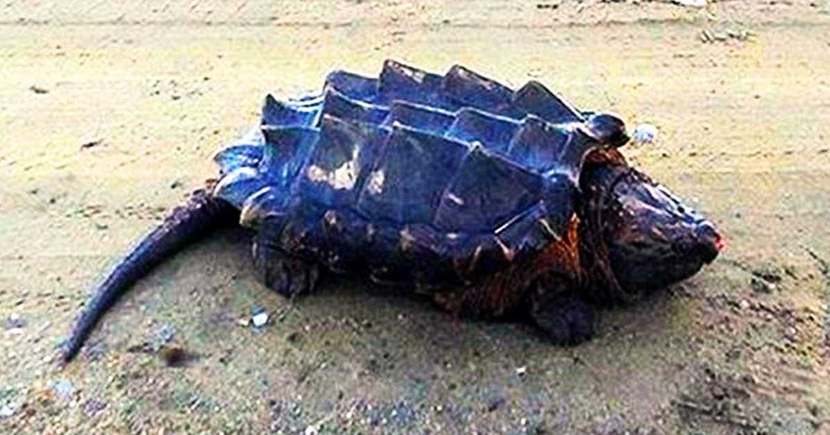 The Nicest Pictures: turtle dinosaur