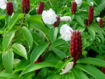 Tanaman pacing memiliki banyak khasiat | Pengobatan Alami Terbaru