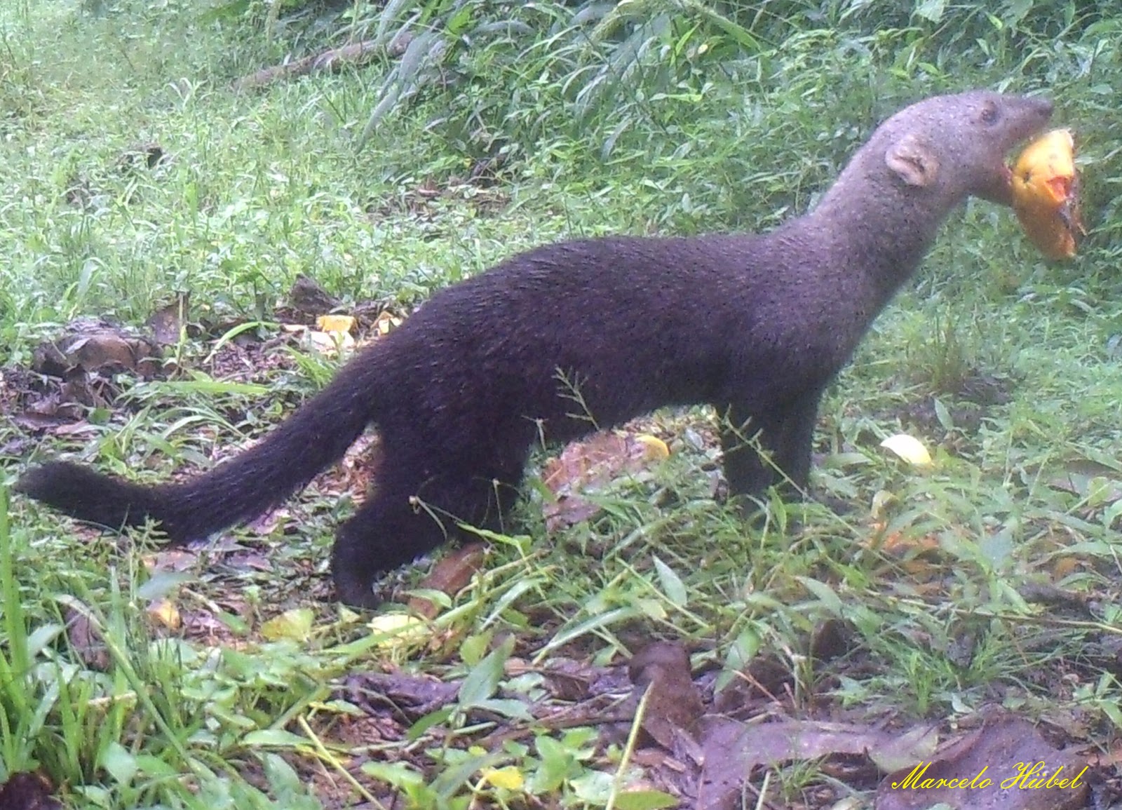Marcelo Hübel: IRARA Eira barbara FAUNA DE SÃO BENTO DO SUL