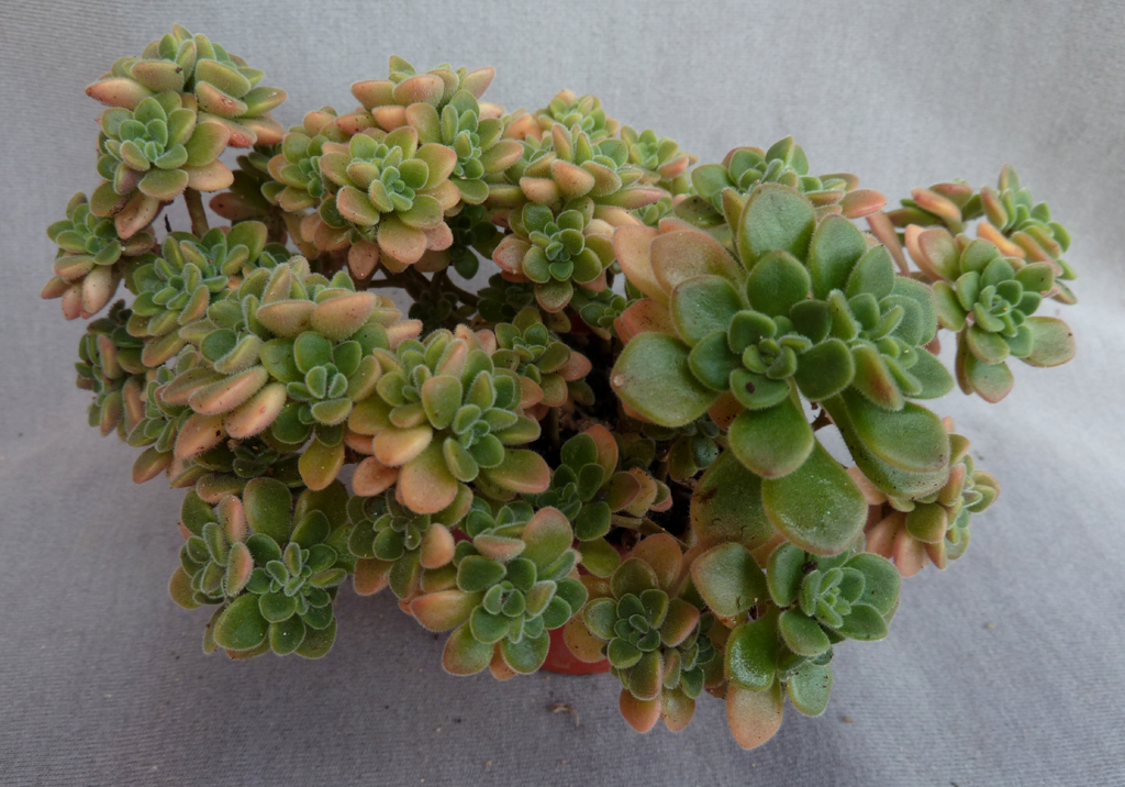 Aichryson care and culture | Travaldo's blog