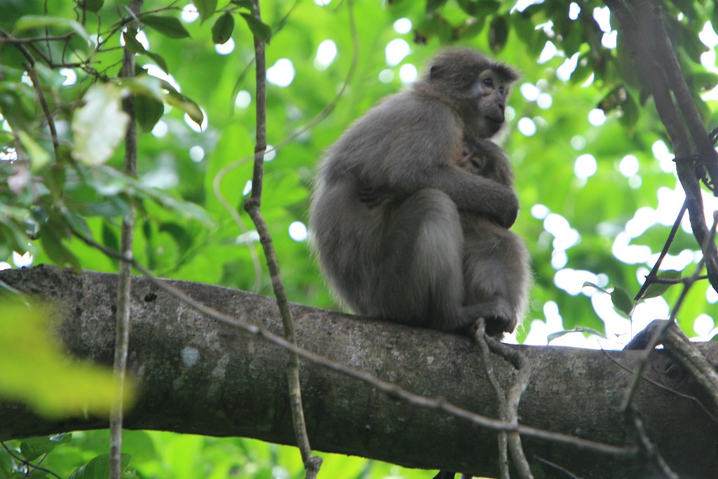 WORLDPORI: HIGHLY ENDANGERED SPECIES OF MONKEY