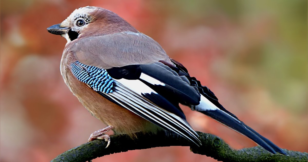 Faules i Contes d'Animals: EL GAIG