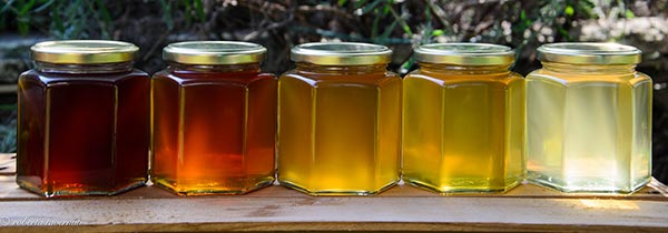 Buzzing Across America: Types of Honey