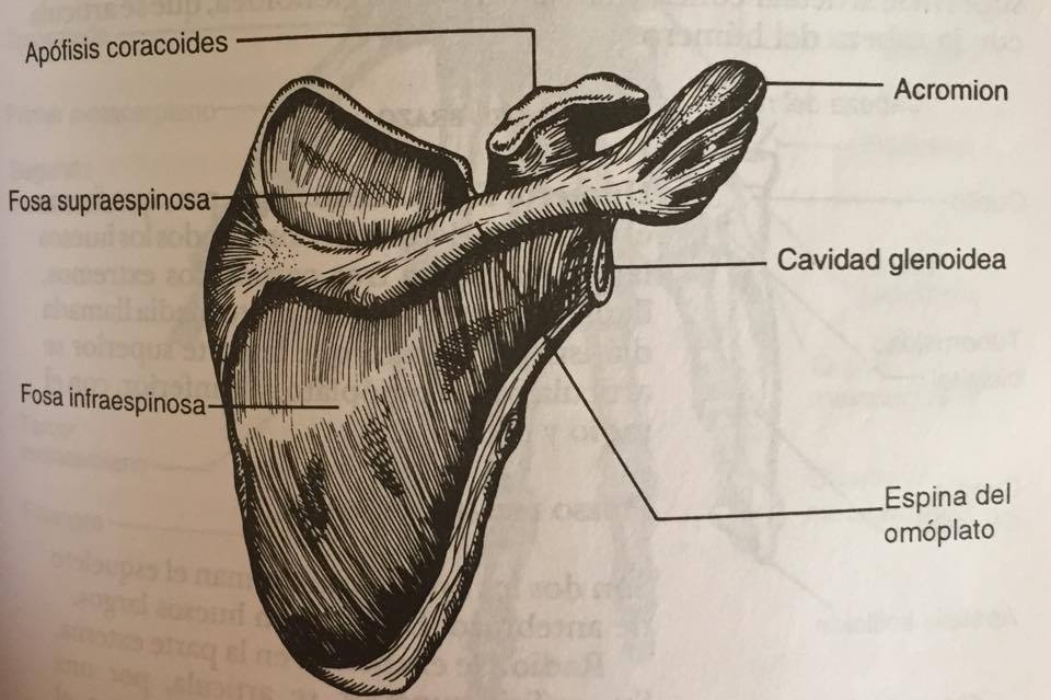 Sistema óseo : Sistema óseo