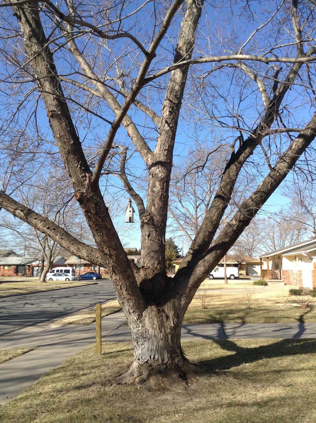 Maple Syrup from Kansas