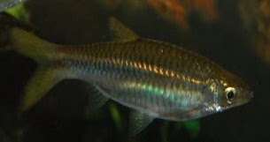 Mengenal Ikan Seluang - PERIKANAN