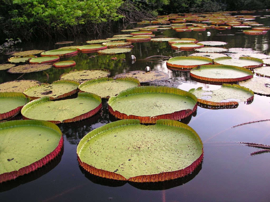 Peces y plantas ornamentales: Victoria amazonica - Victoria