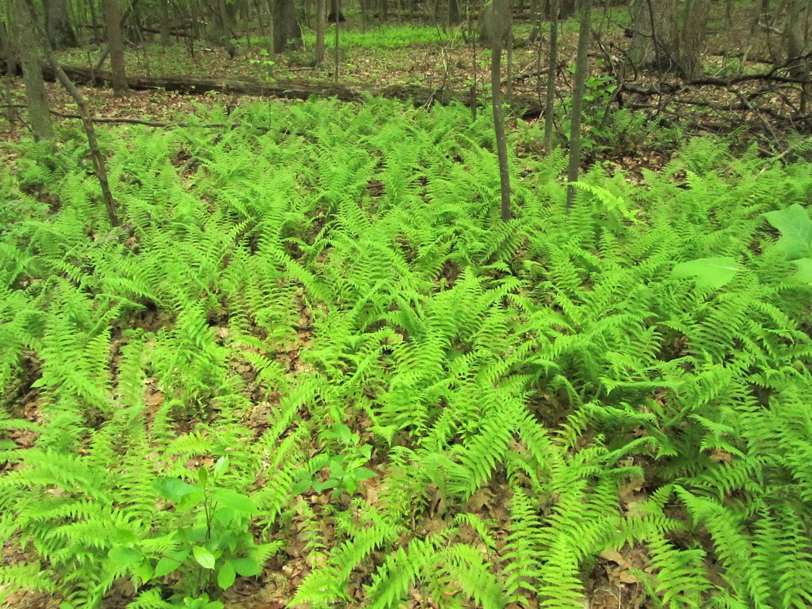 South Mountain Naturalist