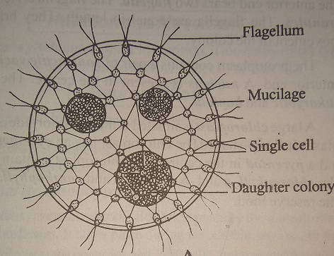 Department of Botany, Girraj Govt. College: Range of Thallus Structure ...