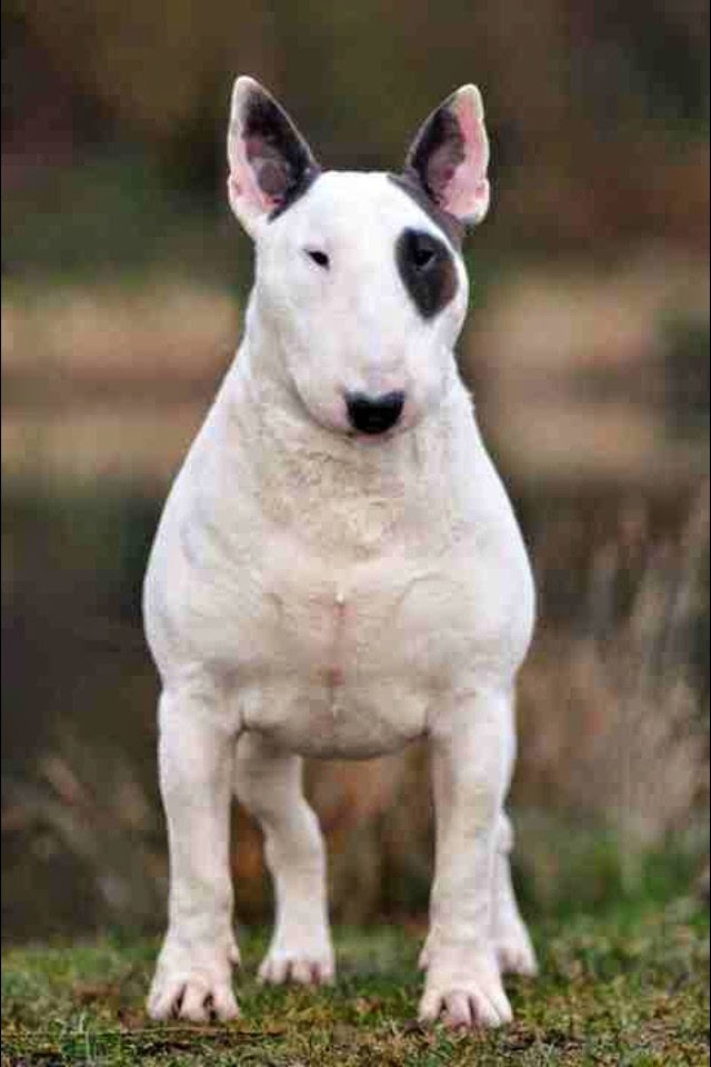 Bull terrier | WIKI PERROS