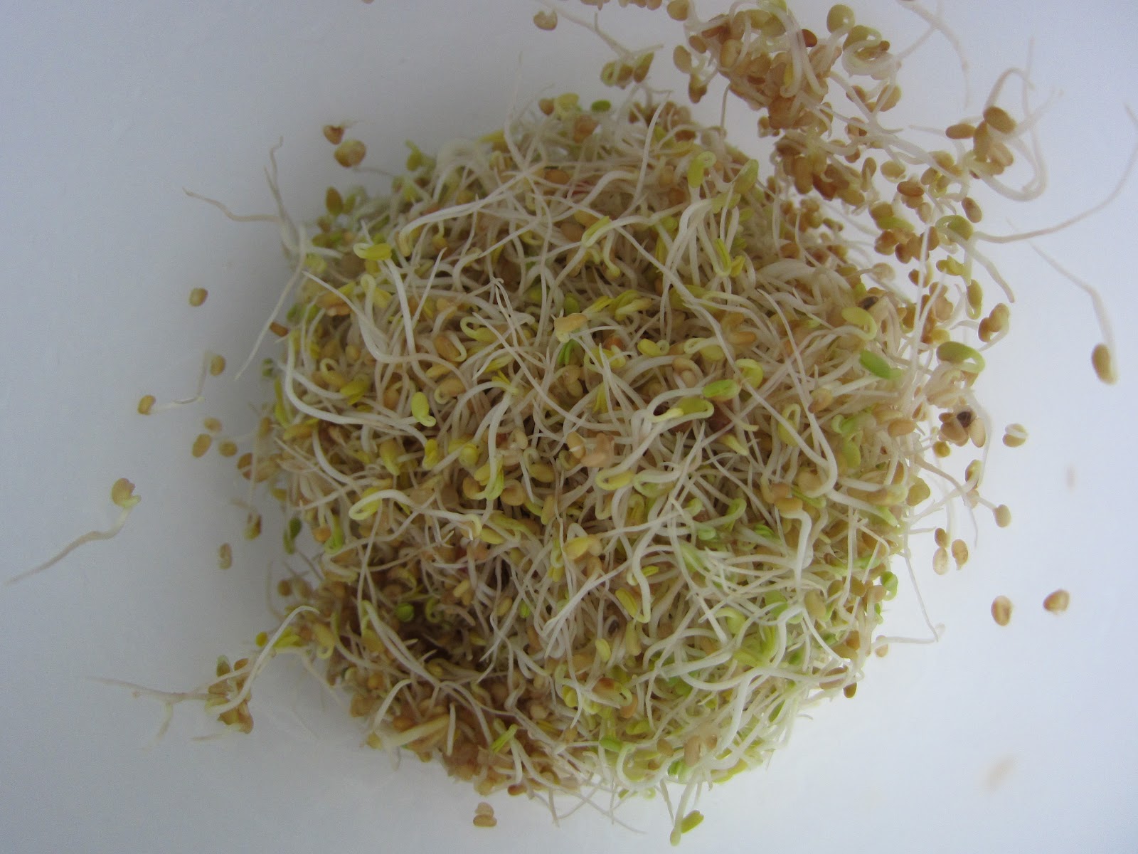 The Living Alley: Baby Sprouts