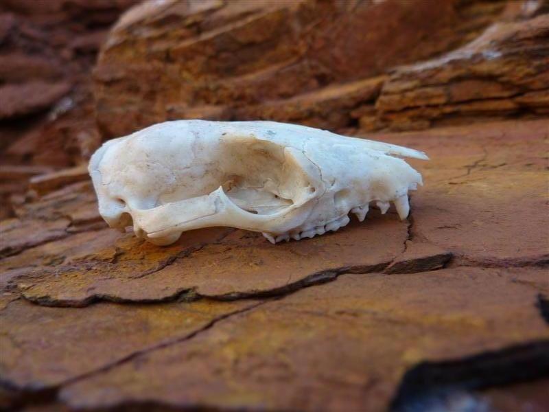 WA Zoologist: Northern Quolls