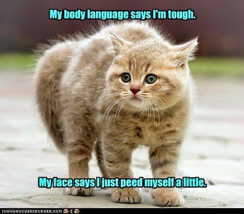 My body language says i'm tough, my face says i just peed myself a ...