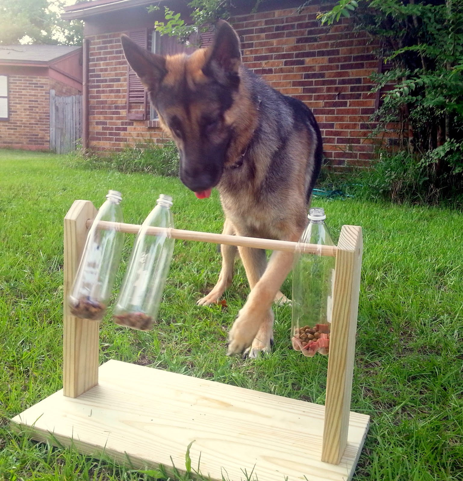 Bark City Doggy Daycare DIY Enrichment Games For Your Dog bark-city-doggy-daycare-diy-enrichment-games-for-your-dog