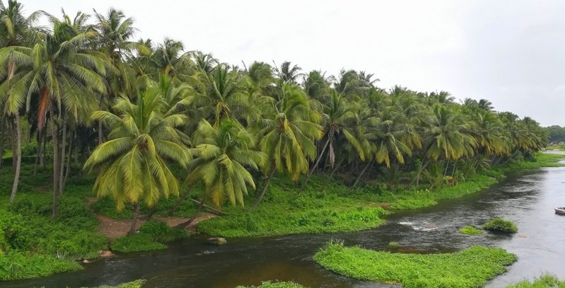 Riding through the coconut plantations in Pollachi - eNidhi India ...