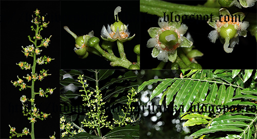 Biodiversity of Sri Lanka: පිහිඹිය[Pehimbiya] (Filicium decipiens)