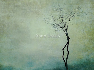 Anne Staub Photography: Trees and ideas