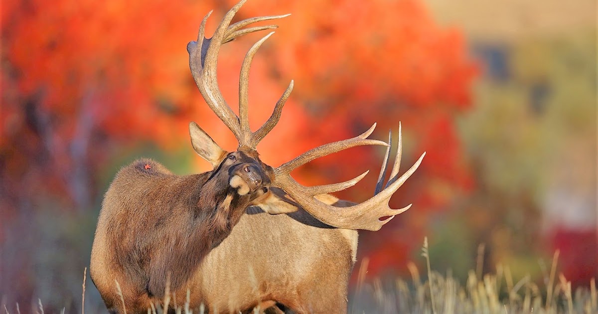 Animales cuadrúpedos wallpapers