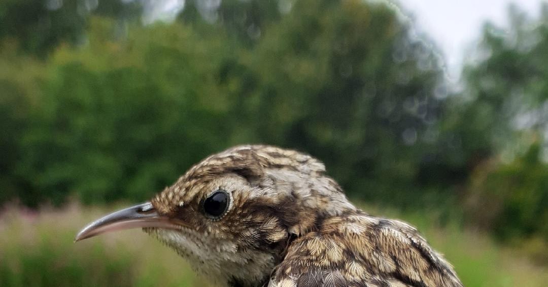 Northamptonshire Birding: Dull and damp Wednesday