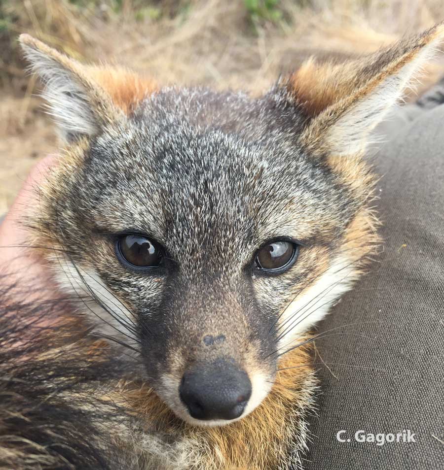Friends of the Island Fox