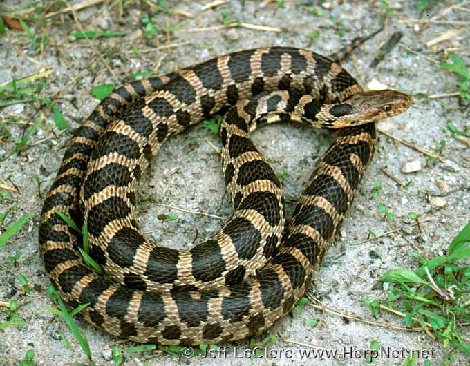 Snakes of around the world: Fox Snake