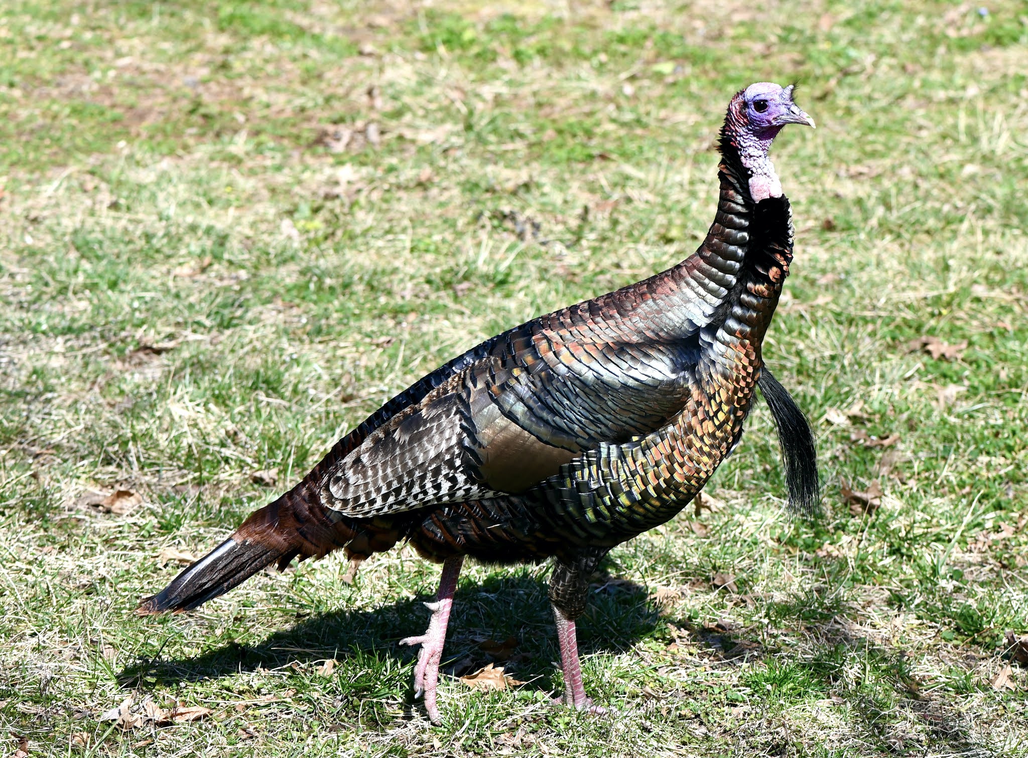 Urban Wildlife Guide: More Turkey Appreciation