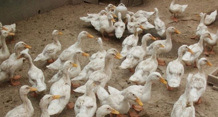 ARSYILA ID: 5 Jenis Itik Pedaging Untuk Ternak Yang Harus Diketahui