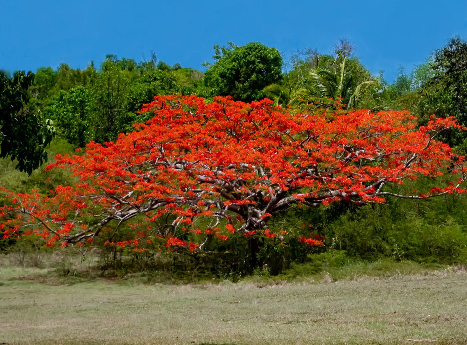 Connecting with Nature: Flamboyant Trees are Originally from Madagascar