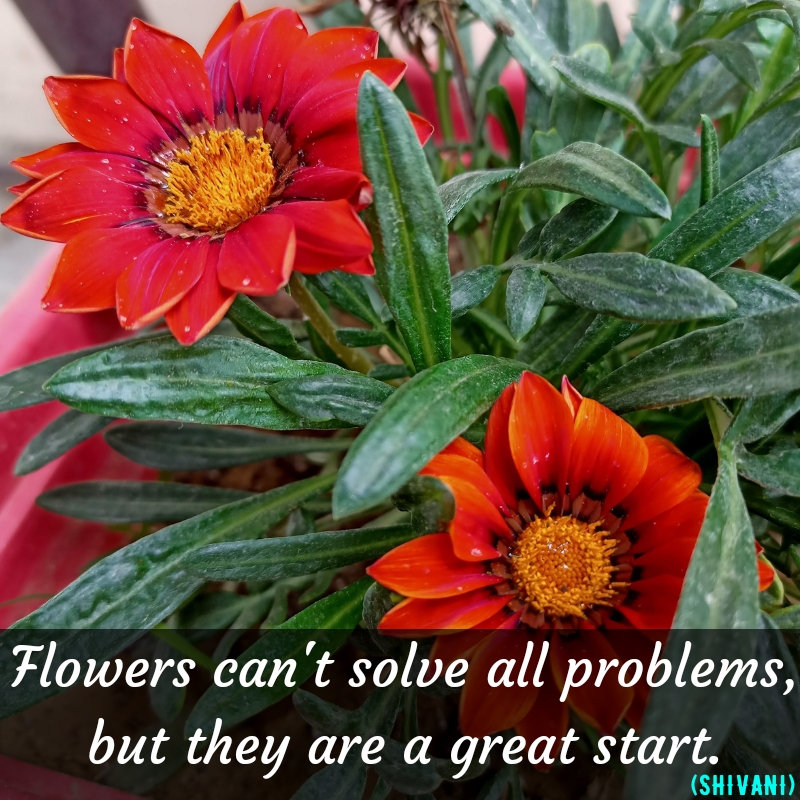 Best 30 Inspirational Flower Quotes With Beautiful Pictures-Quotes ...