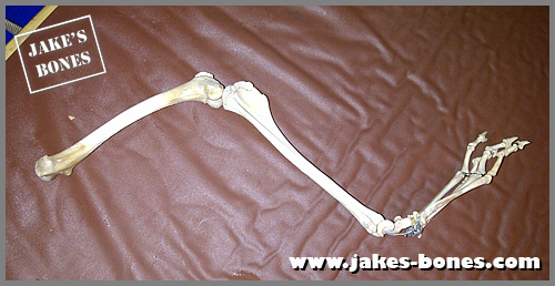 How to rearticulate a fox skeleton: part two : Jake's Bones