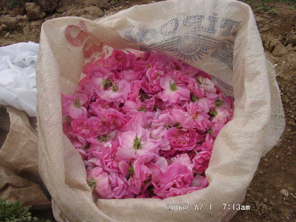 aromatherapy at Nature's Gift: Rose Harvest Difficulties