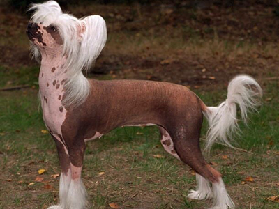 LOS PERROS MAS FINOS Y RAROS, PERO A LA VEZ HERMOSOS DEL MUNDO