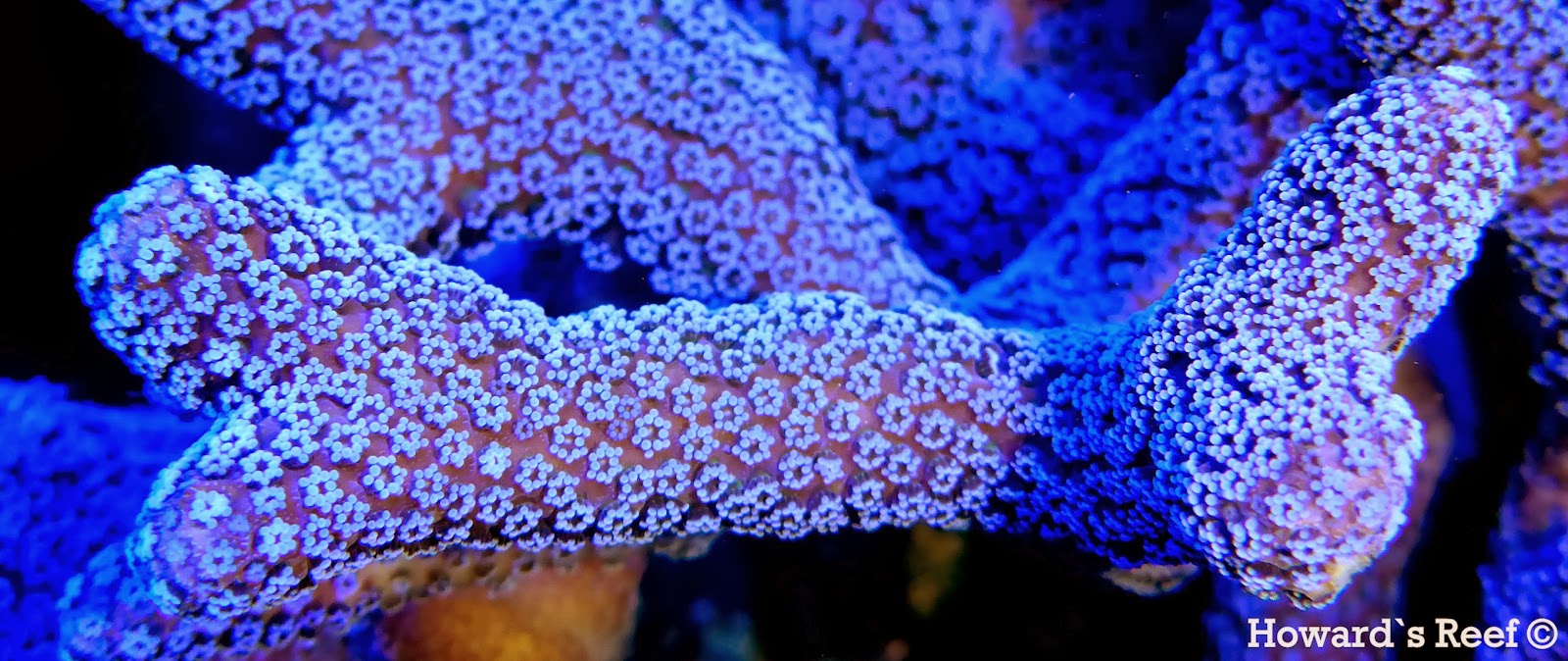 Howard`s Reef: I really admire Stylophora Corals!