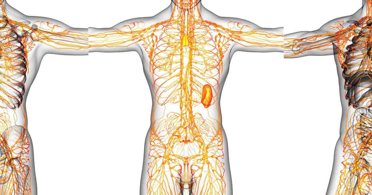 När kroppen kraschar: Vårt lymfsystem