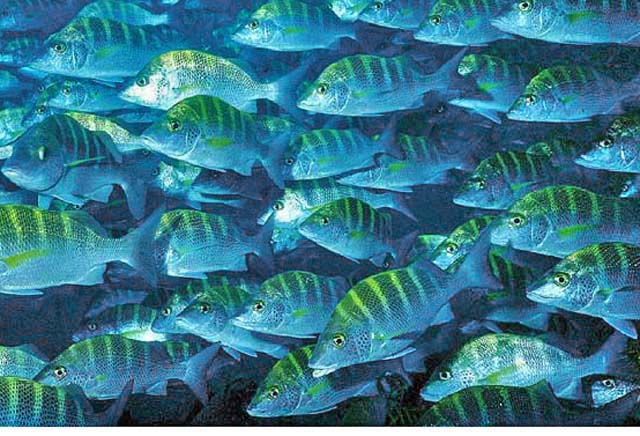 LA BIODIVERSIDAD DE PANAMÁ: La Biodiversidad Panameña (Los peces)