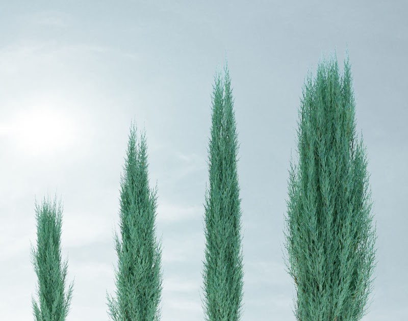 The Plants at Walking Rain: Juniper / Juniperus scopulorum