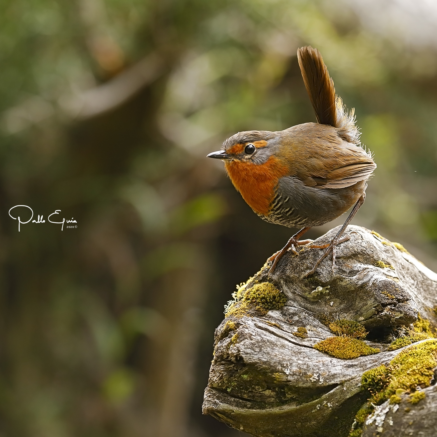 mis fotos de aves: Scelorchilus rubecula Chucao Chucao Tapaculo