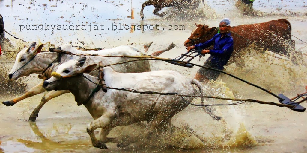 Pacu Jawi, Balapan Sapi ala Minangkabau ~ PhotoSeeker