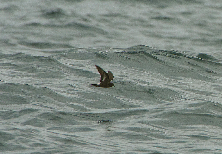 DavesBirdingDiary: European Storm Petrel ( Hydrobates pelagicus ) . The ...