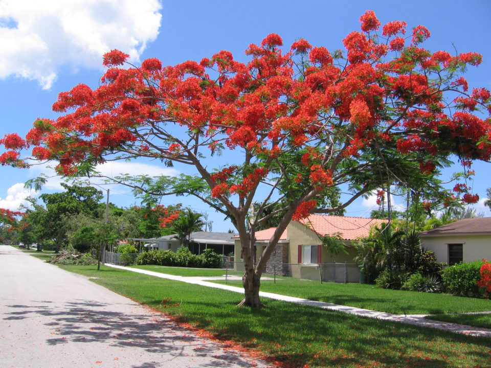 20 Jenis-Jenis Tanaman Hias Batang Lengkap Gambarnya - TUKANG TAMAN ...