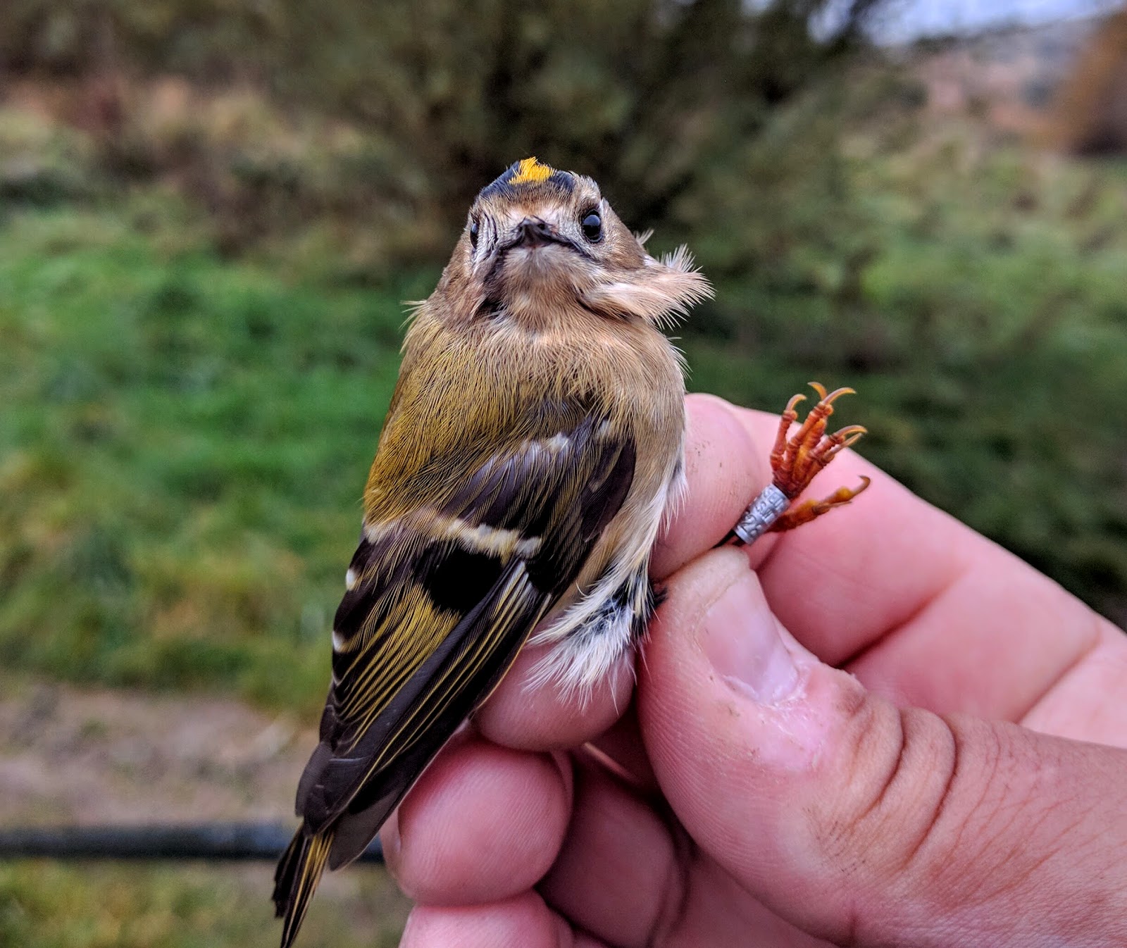 A Bird In The Hand.....Rossendale Vismig & Ringing.: A chance of ...