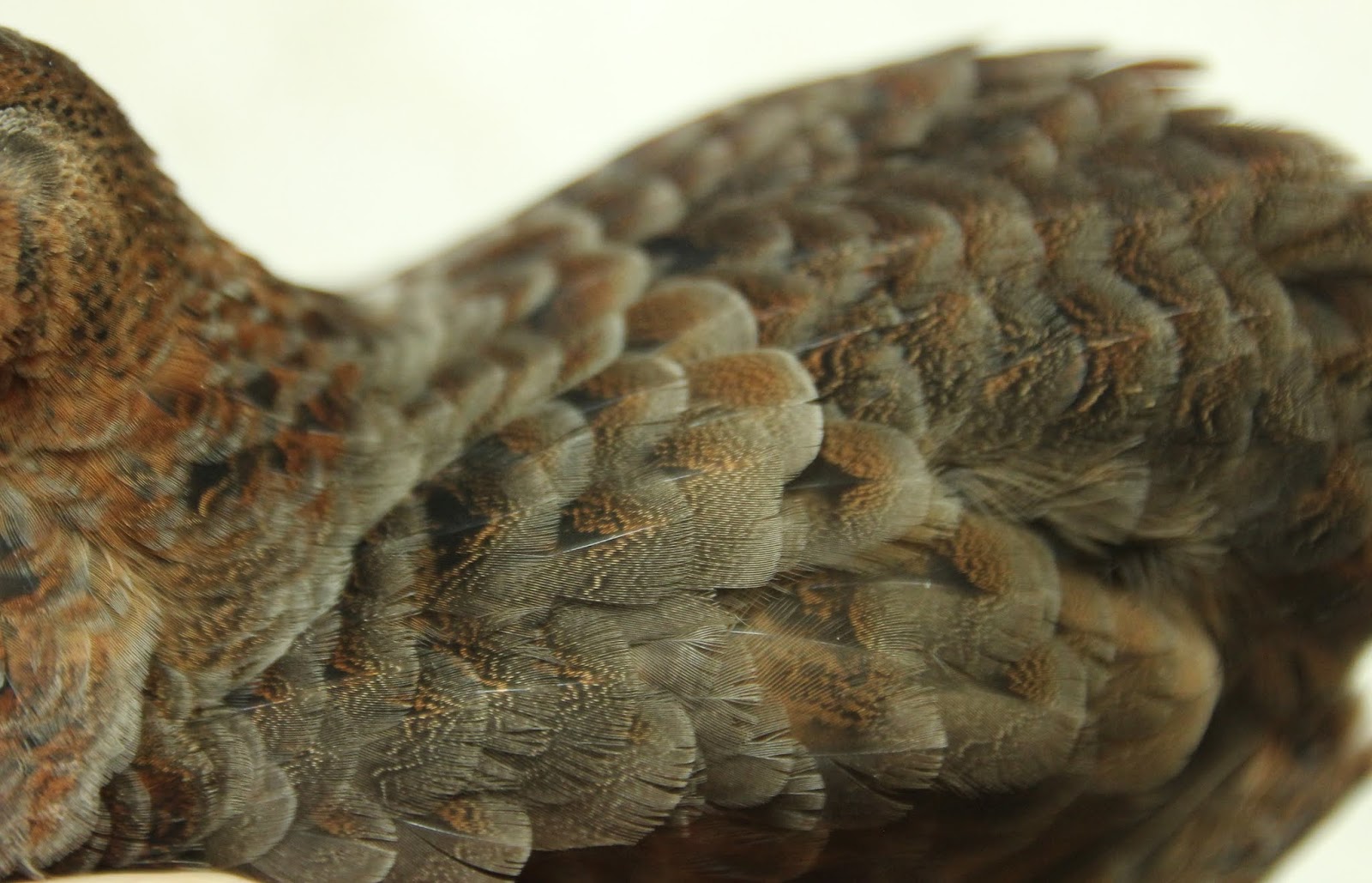 Colours of Coturnix Japonica Quail Part Three - White, Panda, Tibetan ...